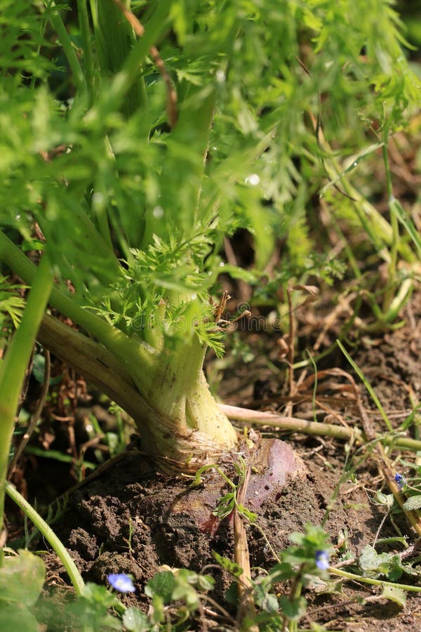 Plantas de nabo foto de archivo. Imagen de plantar, monocultivo - 16917934