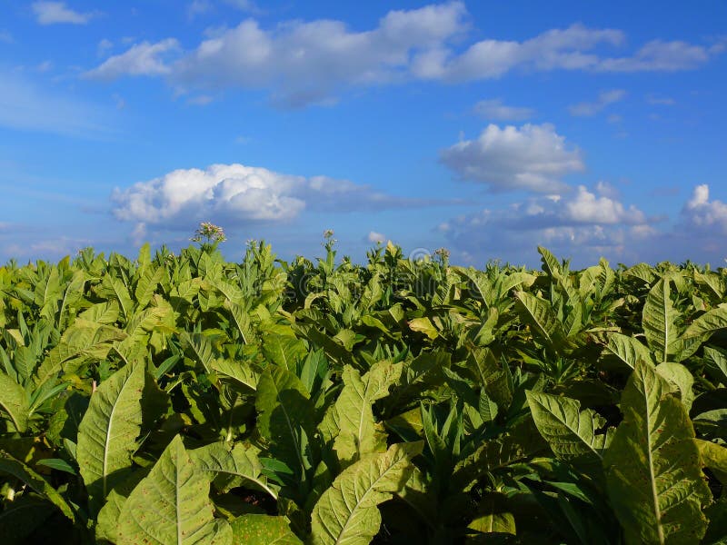 Plantas de tabaco foto de archivo. Imagen de malsano, tabaco - 1061834