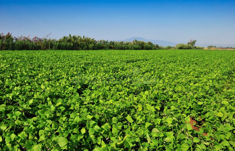 Granja de la haba foto de archivo. Imagen de planta, campo - 32702964