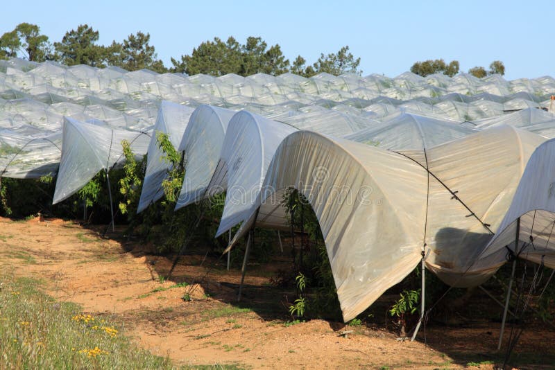 Fresa en los invernaderos foto de archivo. Imagen de invernaderos ...