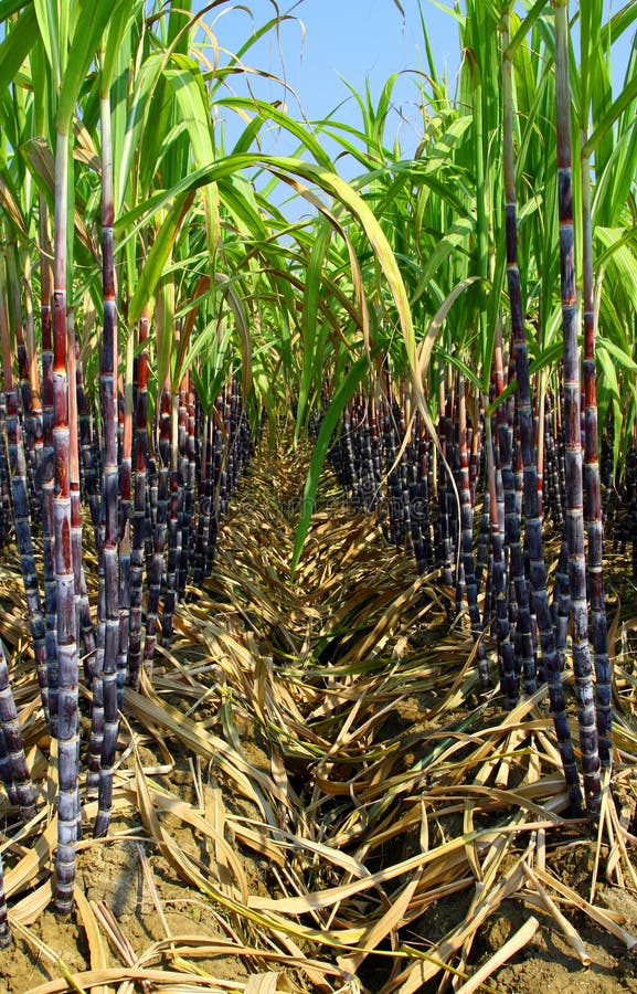 Plantacja trzcina cukrowa zdjęcie stock. Obraz złożonej z pusty - 34933608
