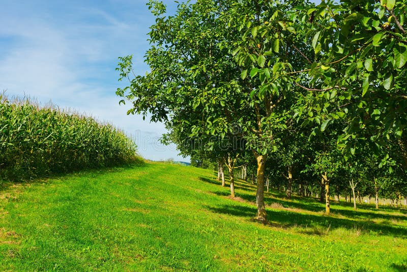 Plantage stockfoto. Bild von plantage - 36269350