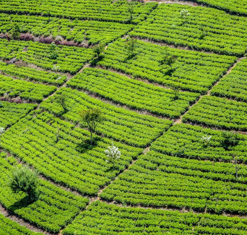 Teeplantage in Sri Lanka stockbild. Bild von wasserfall - 5395157
