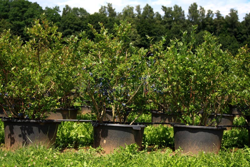 Plantage Mit Blueberrys Zum Selfpicking Stockbild - Bild von plantage ...