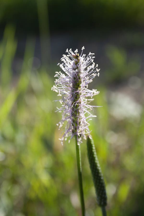 Plantago. Close Up White Flower of Plantago in Blossom Stock Image ...