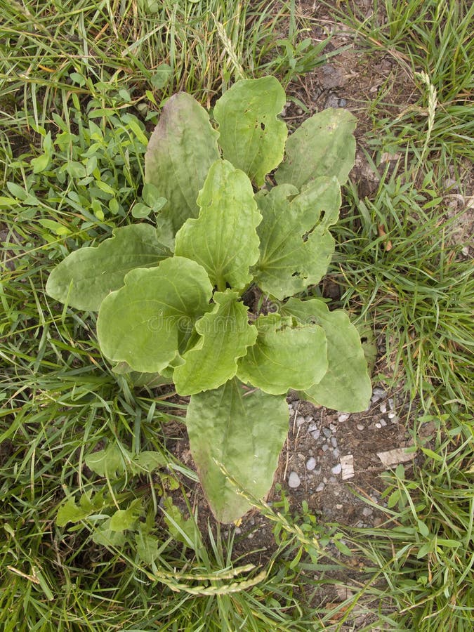 Plantago major plants stock image. Image of environment - 111506973