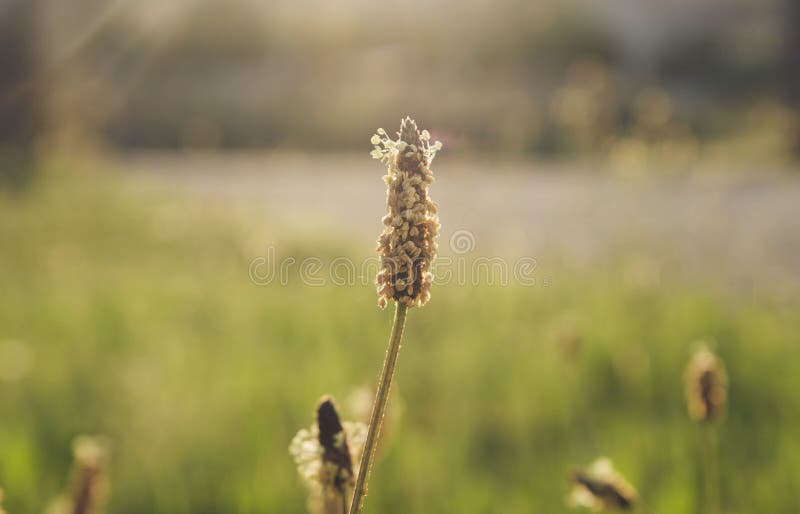 Plantago major flower stock image. Image of grass, blooming - 204658801