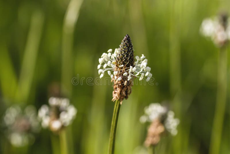 Plantago major flower stock image. Image of white, plant - 204658813