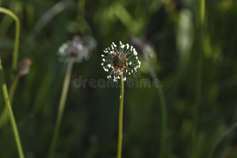 Plantago major flower stock photo. Image of foot, botanical - 204664628