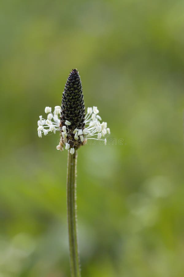 Plantago major flower stock image. Image of broadleaf - 240769819