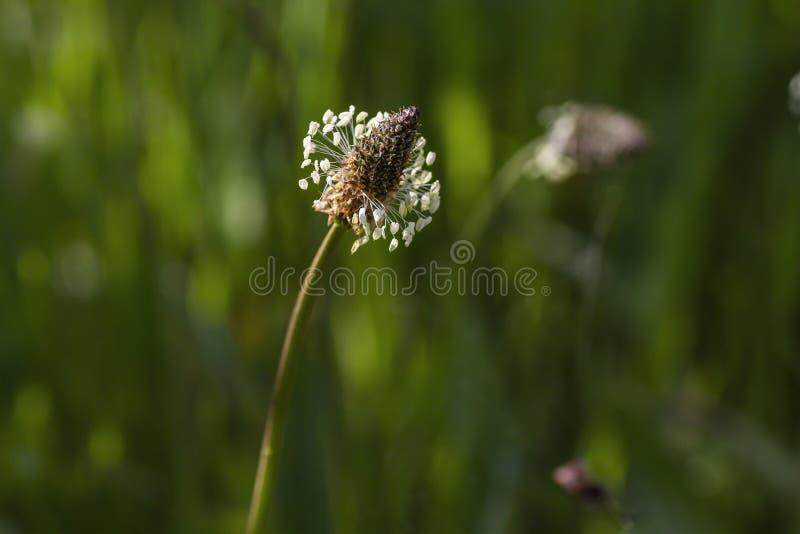 Plantago major flower stock photo. Image of allantoin - 240769836
