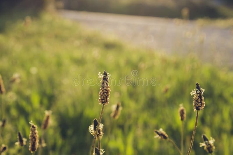 Plantago Major Flowers Blooming Stock Photo - Image of foot, flowering ...