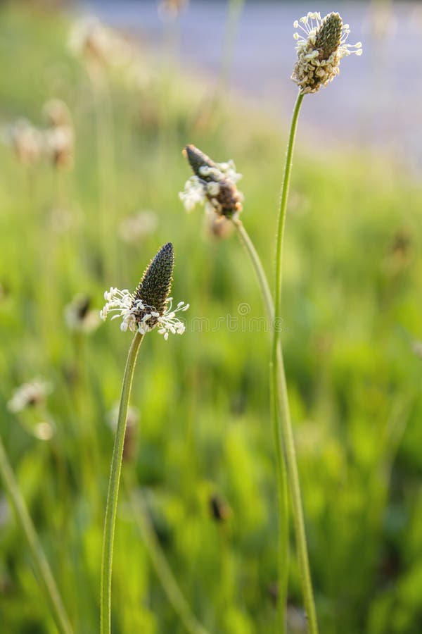 Plantago Major Flowers Close Up Stock Image - Image of close, mucilage ...