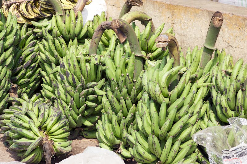 Plantain stock photo. Image of flora, agriculture, industry - 20067328