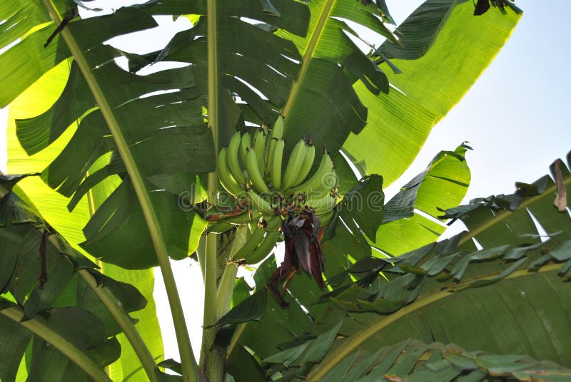 Plantain stock photo. Image of bunch, jamaica, palm, hanging - 88061982