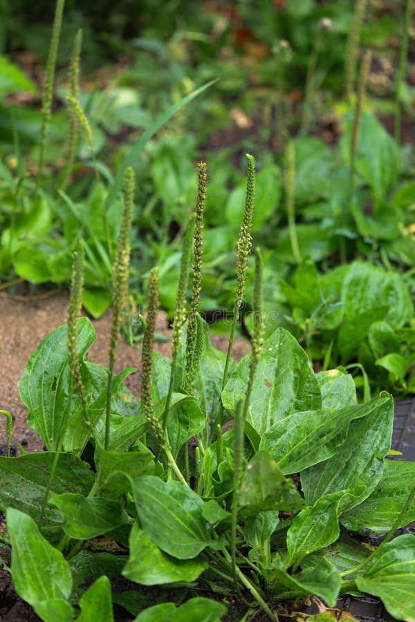 Plantain Bush in Open Ground. Blooming Plantain in the Stones Stock ...