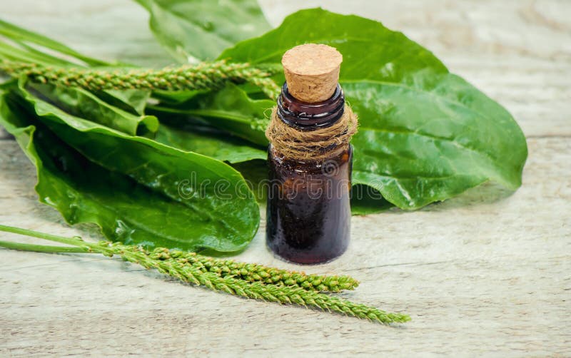 The Plantain Extract. Medicinal Plants Stock Photo - Image of beautiful ...
