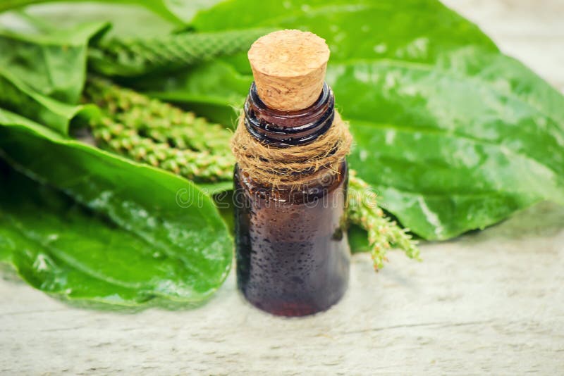 The Plantain Extract. Medicinal Plants Stock Image - Image of focus ...