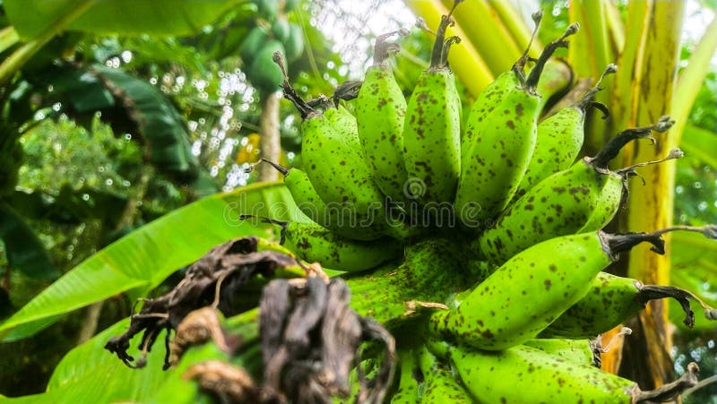 Plantain fruit tree stock photo. Image of nature, plant - 211999828