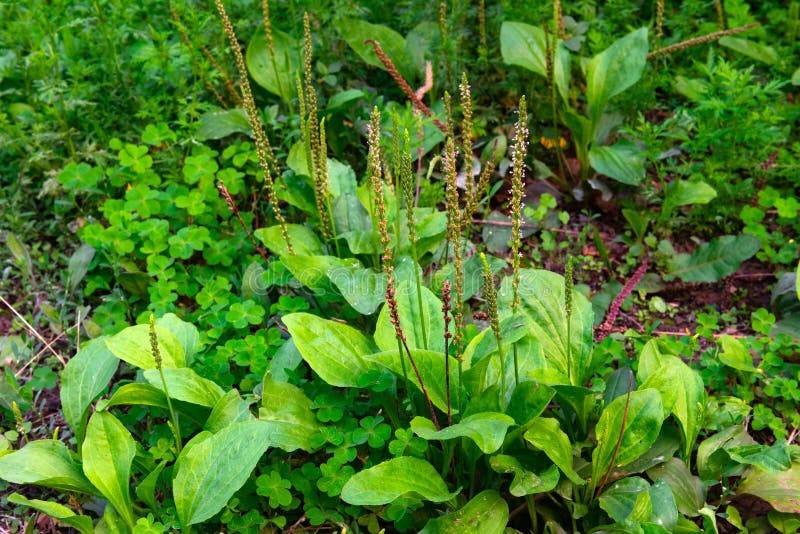 Big plantain in the garden stock photo. Image of leaves - 179757354