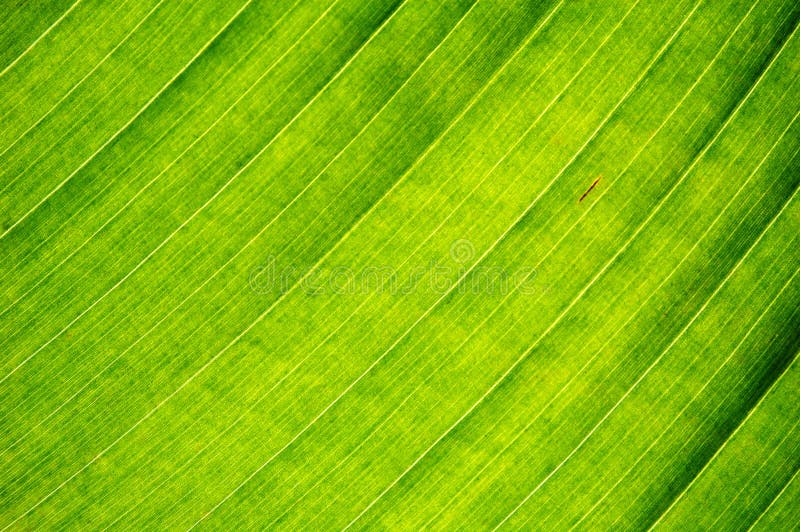 Plantain leaf background stock photo. Image of colorful - 6574140
