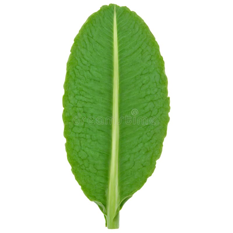 Plantain Leaf Oval Green Leaf with Parallel Veins and a Slightly ...