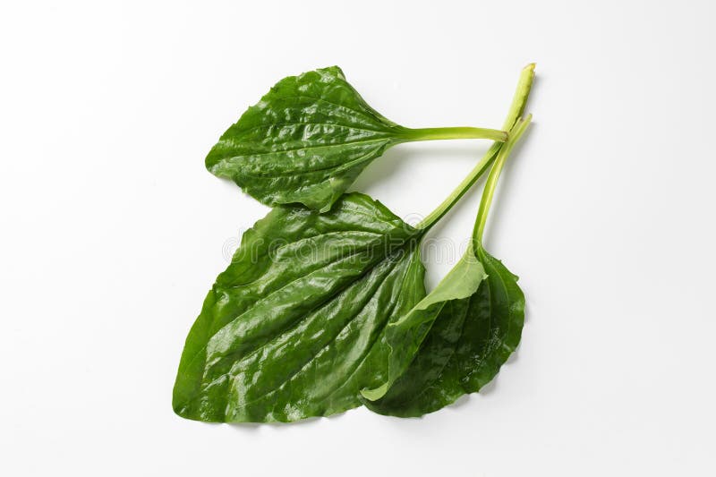 Plantain Leaves on a White Background Stock Photo - Image of botanical ...