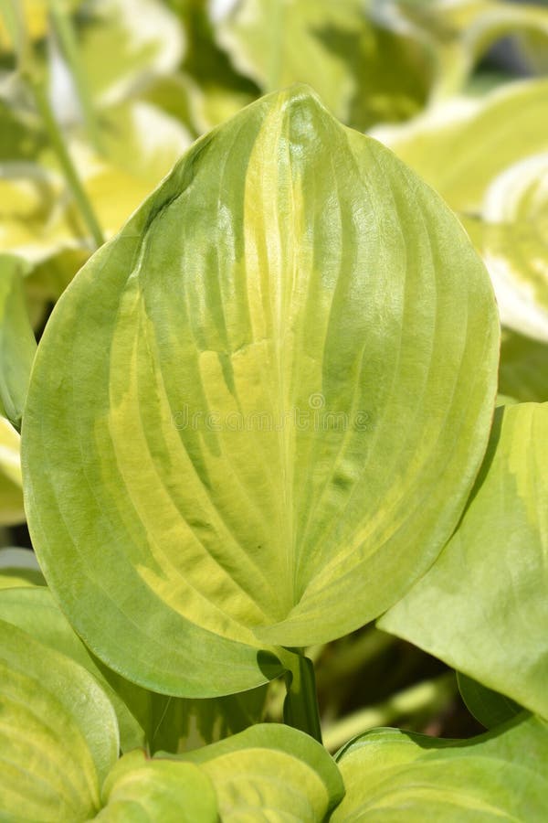 Hosta Avocado Stock Photos - Free & Royalty-Free Stock Photos from ...