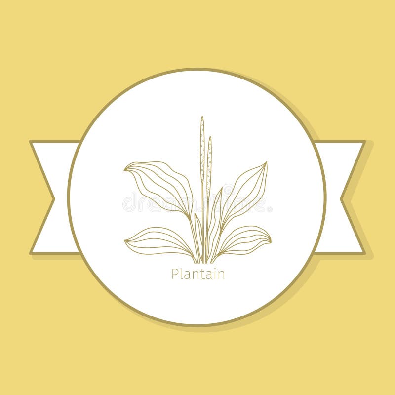 Plantain Medicine Plant Yellow Label Stock Vector - Illustration of ...