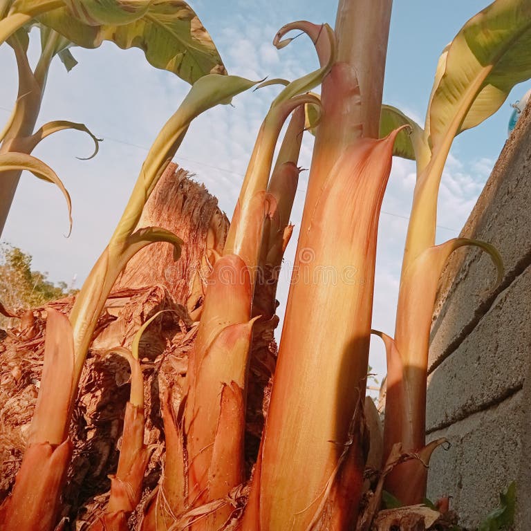 A Plantain Tree Grows in the Back Yard Stock Image - Image of yard ...