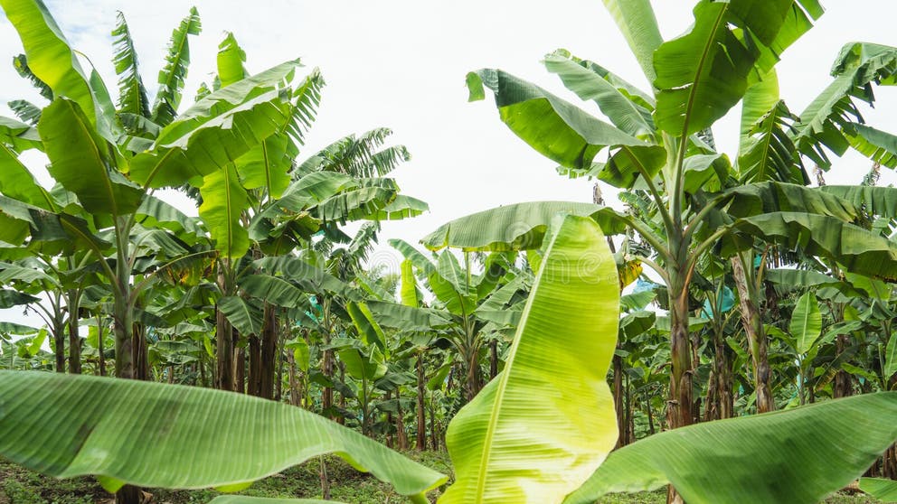 Plantain Trees Sunny Day Colombia Armenia Stock Image - Image of garden ...