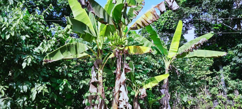Plantain trees stock image. Image of nigeria, bush, plantain - 203932571