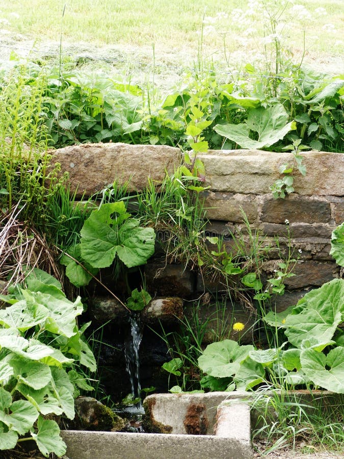 Plantain with Water Flowing from Well Field Stock Image - Image of ...