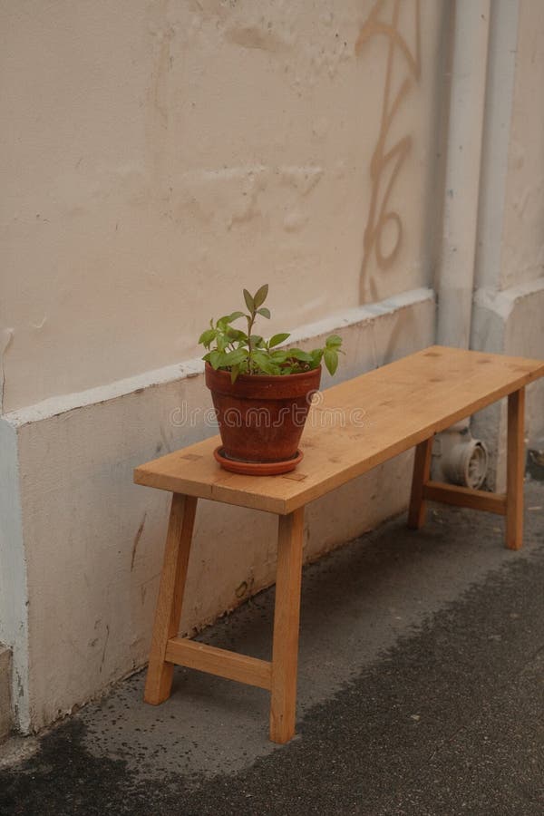 Plantar En Un Banco De Madera Junto a Un Edificio Blanco Imagen de ...