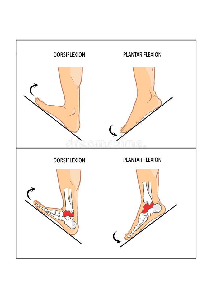 Plantar Flexion Dorsiflexion Anatomical Terms Vector Image Stock Vector ...