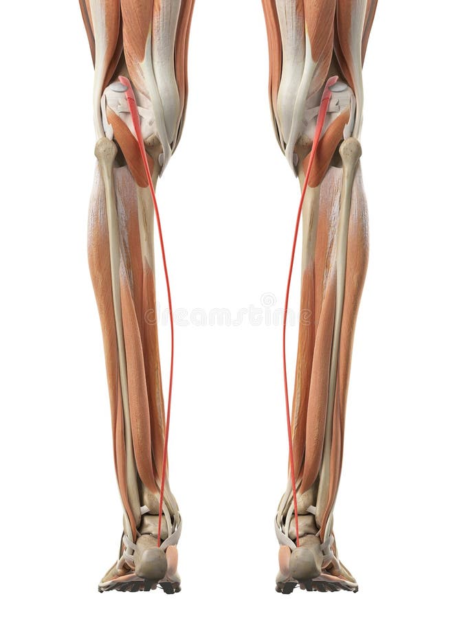 Plantaris Muscle Stock Illustrations – 172 Plantaris Muscle Stock ...
