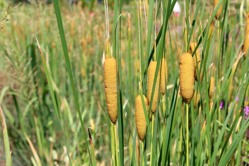 Plantas aquáticas do junco imagem de stock. Imagem de planta - 104670971