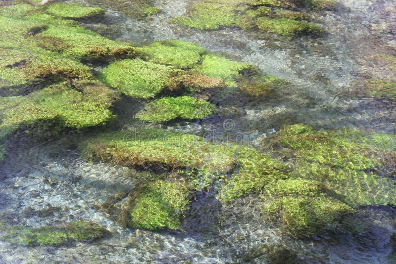 Plantas aquáticas no rio foto de stock. Imagem de mola - 51601488