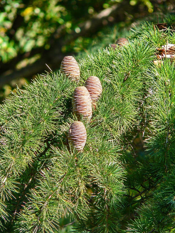 Cedro de Líbano foto de archivo. Imagen de agujas, cono - 41839224