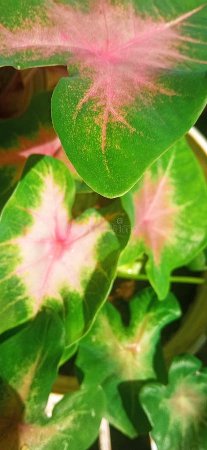 Plantas Com Folhas Verdes Cor-de-rosa Imagem de Stock - Imagem de ...