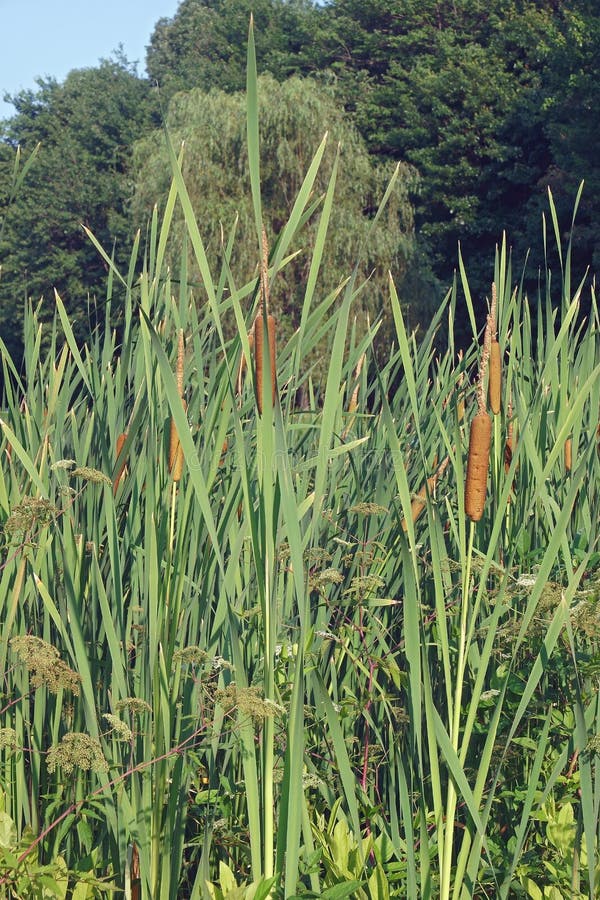 Planta Do Junco Fotos De Stock - Baixe 2,467 Fotos Royalty Free