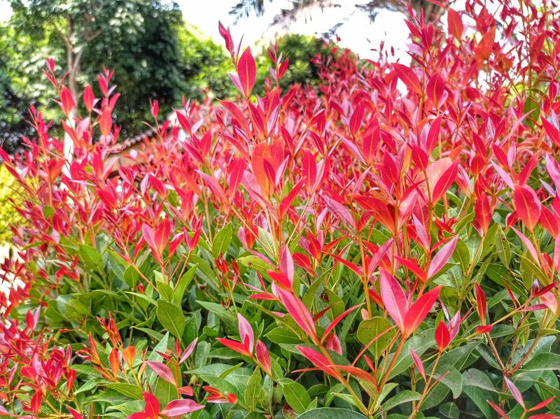 Plantas con brotes rojos imagen de archivo. Imagen de hojas - 289734811