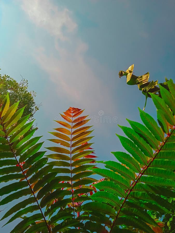 Plantas Con Hojas Que Tienen Muchos Colores Foto de archivo - Imagen de ... Plantas Con Hojas Que Tienen Muchos Colores Foto de archivo - Imagen de ...