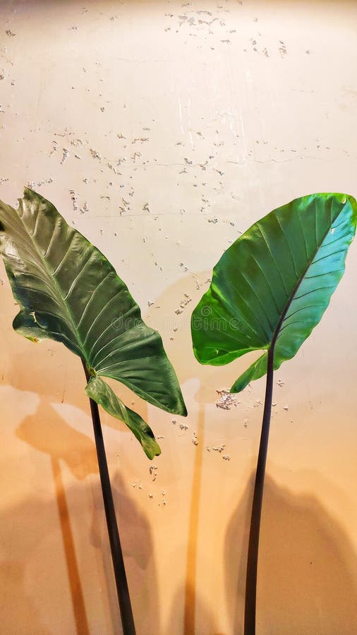 Plantas Con Hojas Verdes Rotas Foto de archivo - Imagen de roto ...