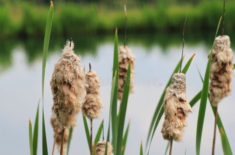 Plantas Da Cauda De Gato, Semeadas Foto de Stock - Imagem de verde ...