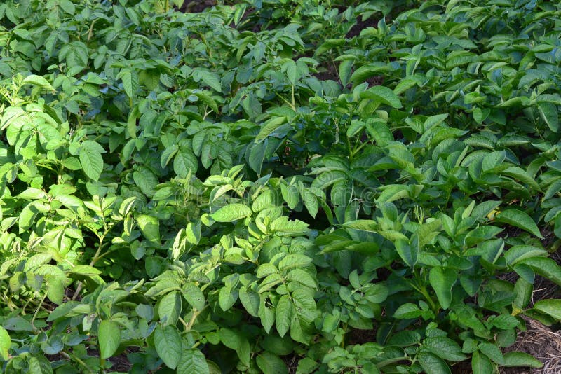 Plantas De Batata No Jardim Imagem de Stock - Imagem de batata, mola ...