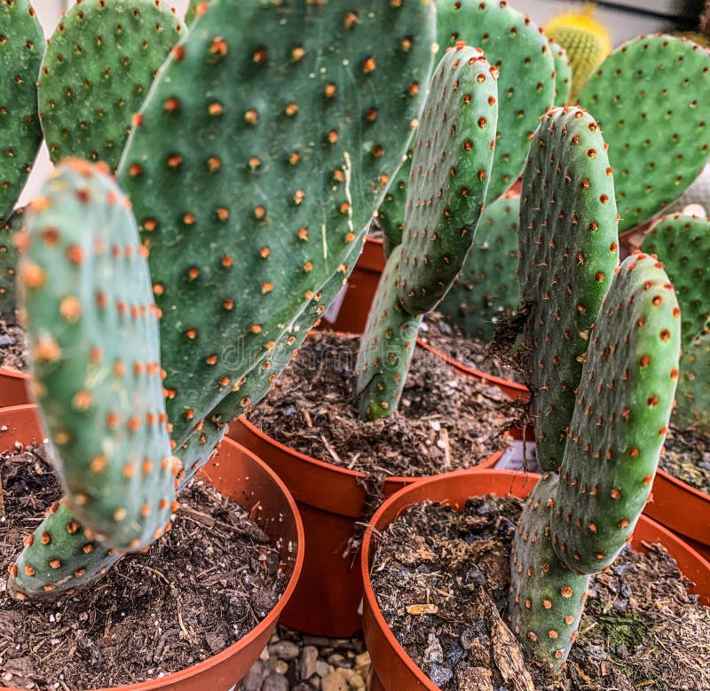 Plantas de cactus nopal imagen de archivo. Imagen de planta - 305556685