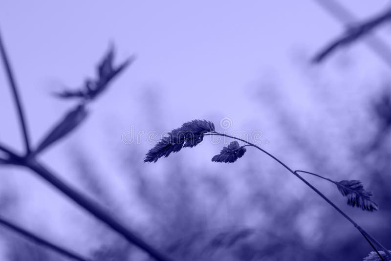 Plantas De Campo De Color Violeta a La Moda Imagen de archivo - Imagen ...