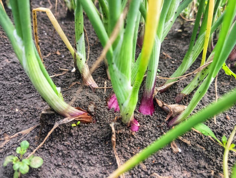 Plantas De Chalotes Preparadas Para La Cosecha Foto de archivo - Imagen ...