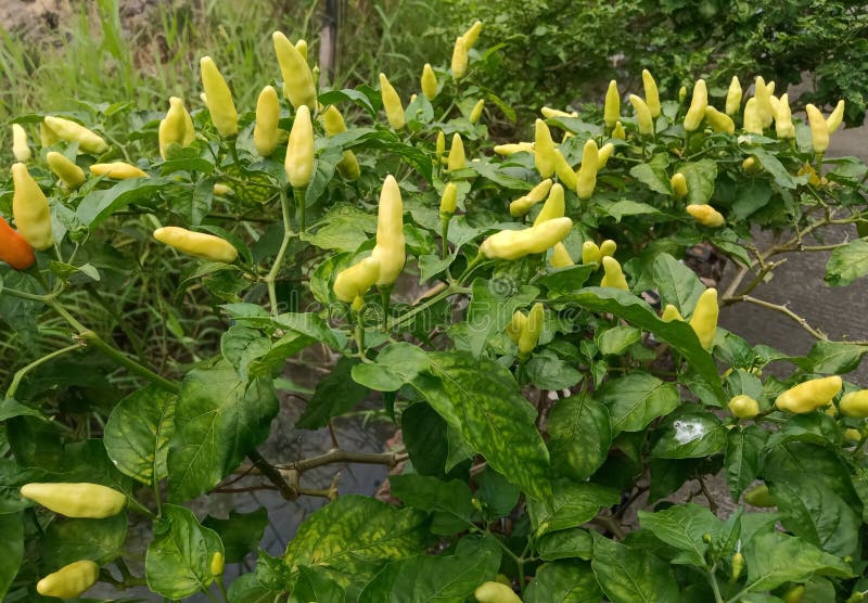 Plantas De Chile Blanco Que Dan Fruto Imagen de archivo - Imagen de ...